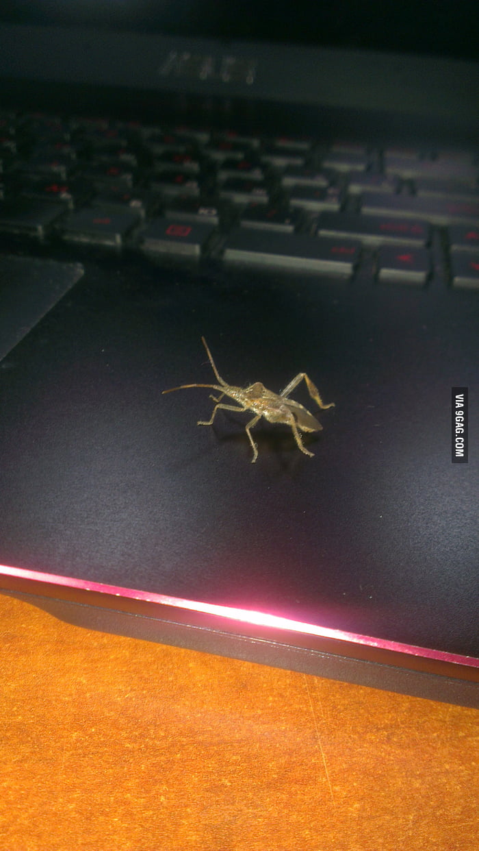 Any ideas guys how to fix this Bug? - 9GAG