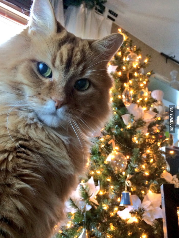 Accidentally created a camera hog, now this happens when I try to take ...
