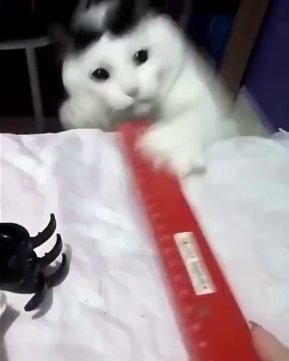 Overly Dramatic Cat - 9GAG