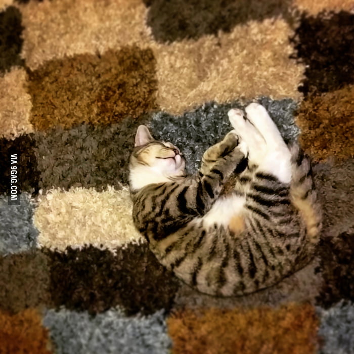 All night laps around the house finally caught up to him. - 9GAG