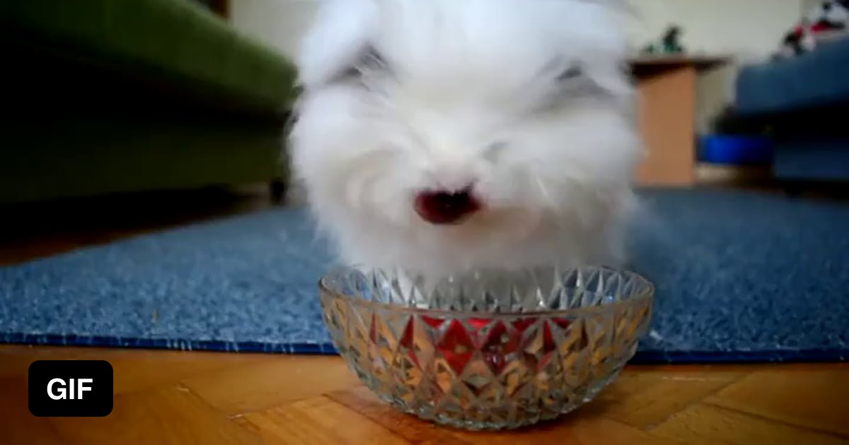 Bunnies eating berries looks absolutely terrifying - 9GAG
