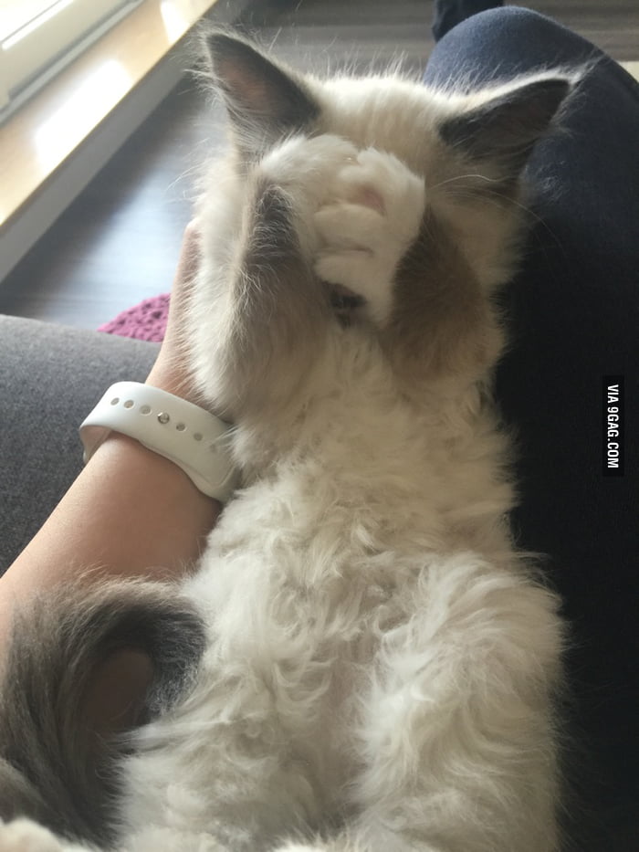 We just got a kitten, he's shy! - 9GAG