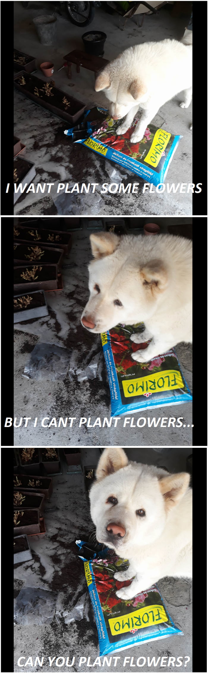 DOGE WANTS PLANT FLOWERS - 9GAG