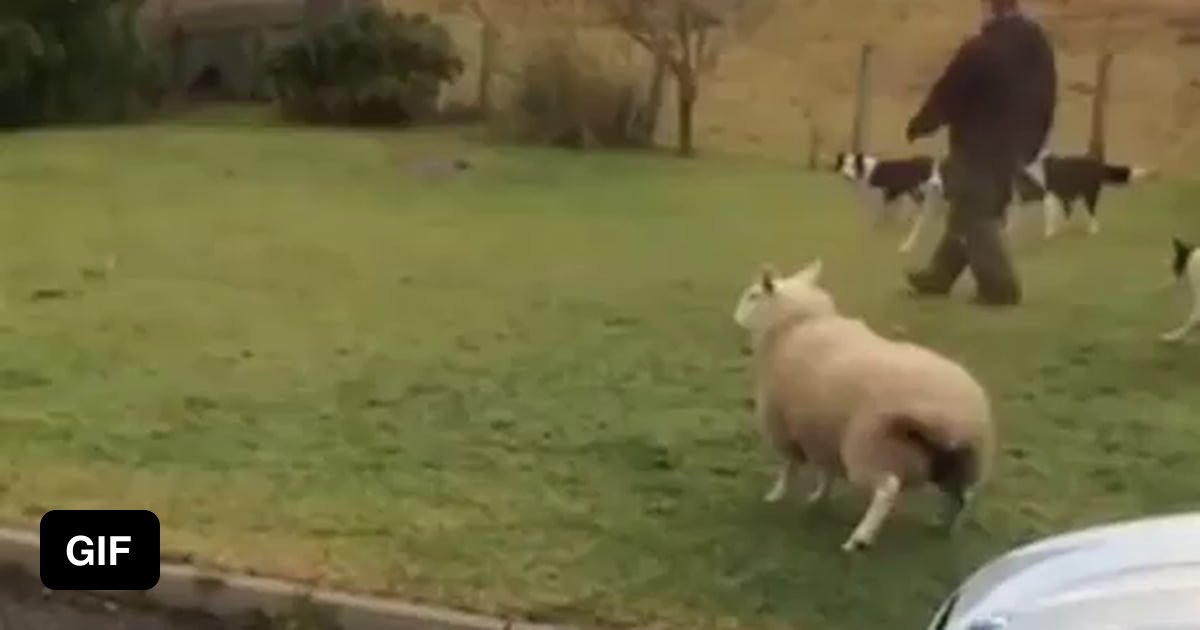 Am doggo today bork woof - 9GAG