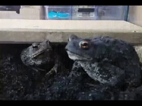 Best 30+ Frogs fun on 9GAG