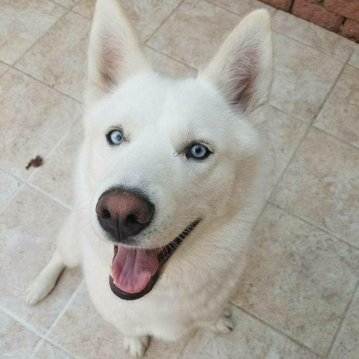 Whos A Good Girl 9gag