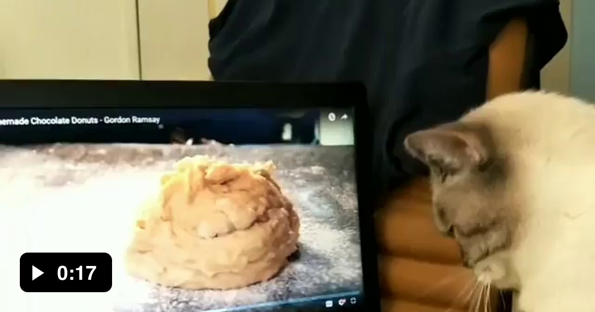 Cat learns how to make bread from watching Gordon Ramsay - 9GAG