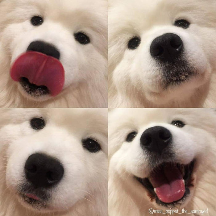 Many faces of shoob - 9GAG