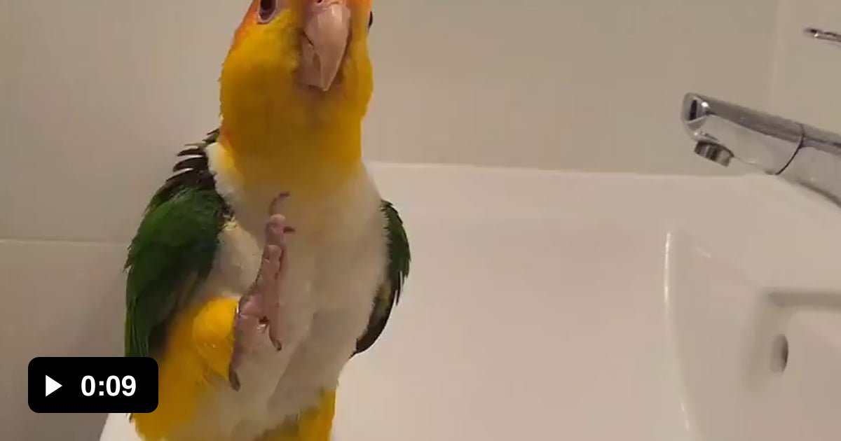 Dobby the Water Guard - 9GAG