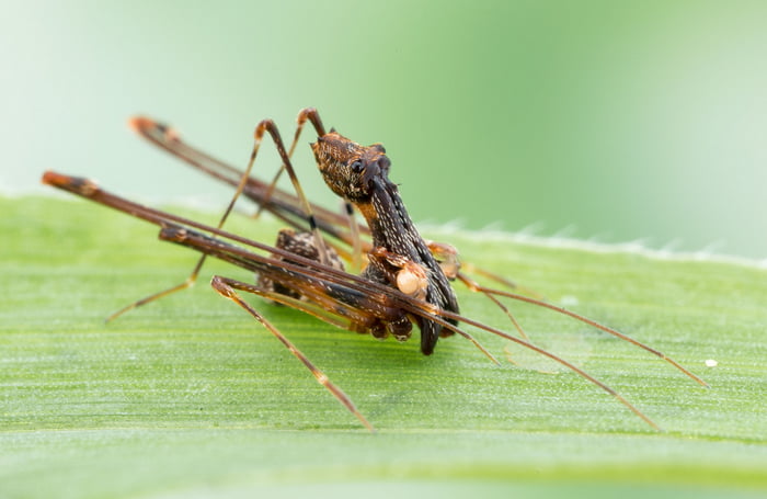 This is the Assassin Spider, also called the Pelican Spider (because ...