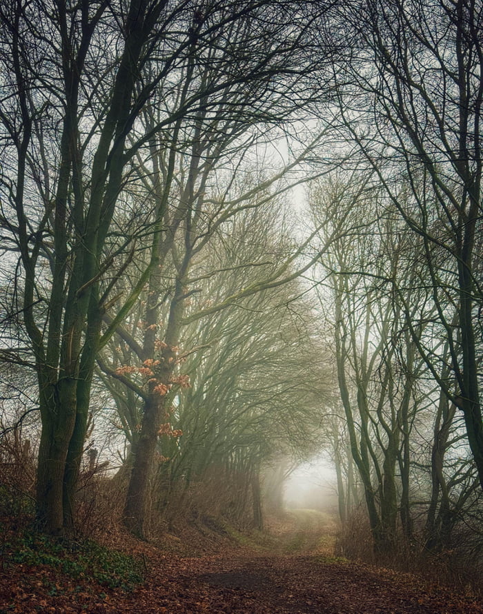 Good morning lovely forest path - 9GAG