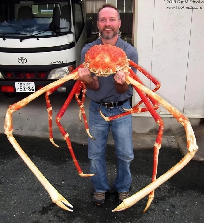 Of Japanese spider crab - 9GAG
