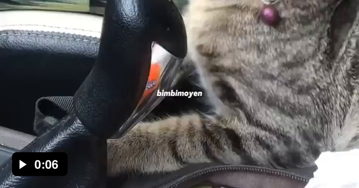 Professional gear shifter - 9GAG