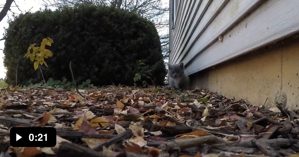 FBI Cat Agents infiltrate yard - 9GAG