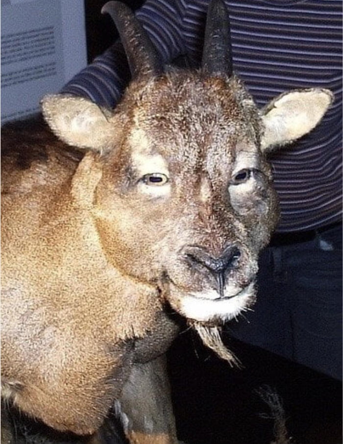 This goat looks like it just heard some wild gossip - 9GAG