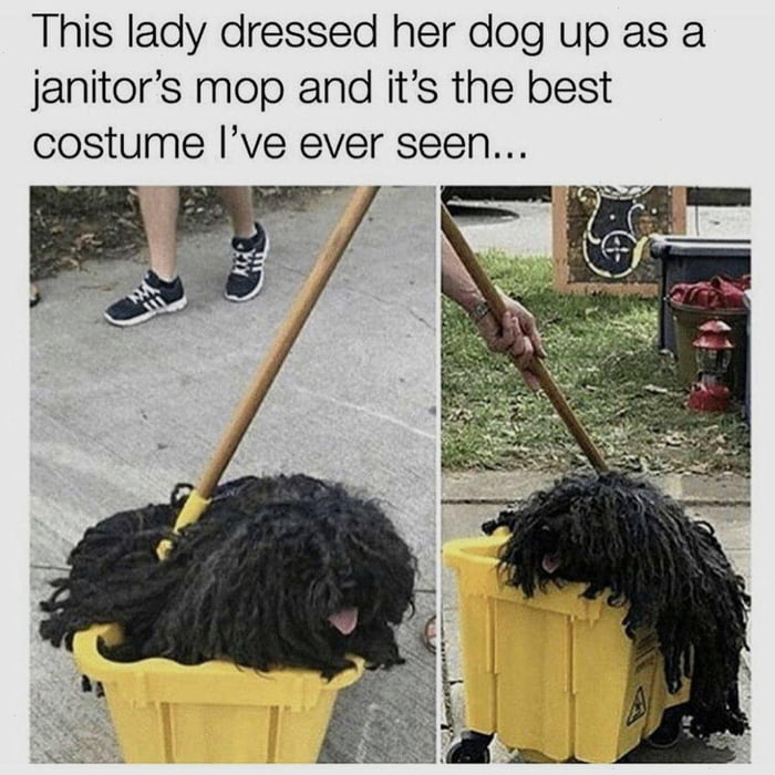 The only mop that cleans your floors and melts your heart - 9GAG