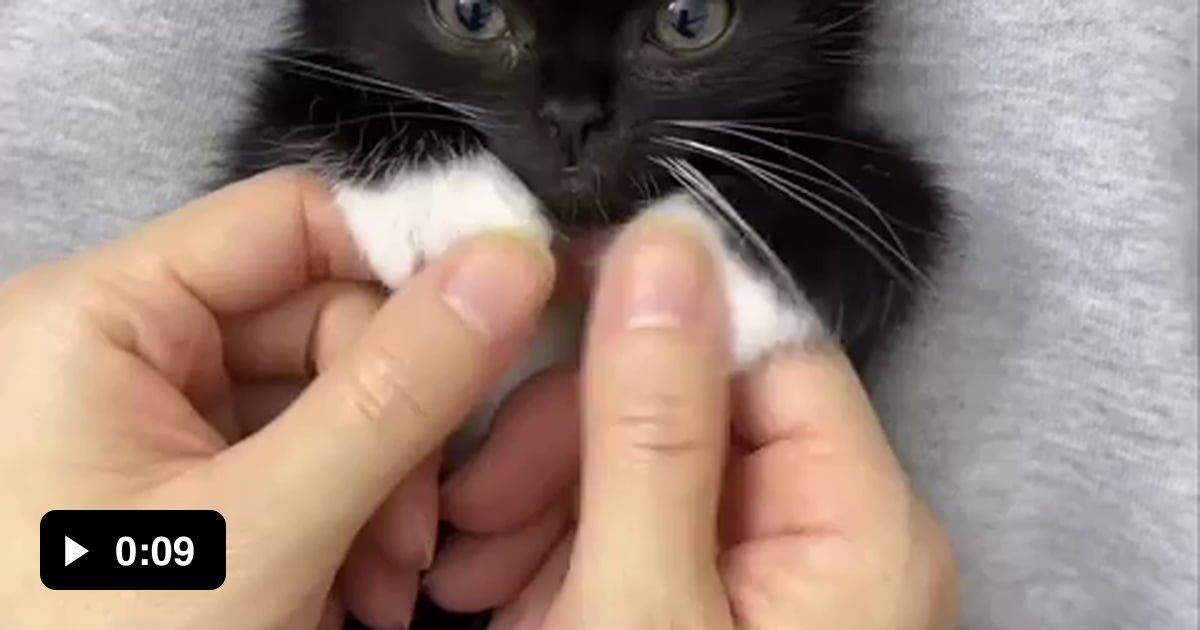 He likes to have his paws massaged - 9GAG