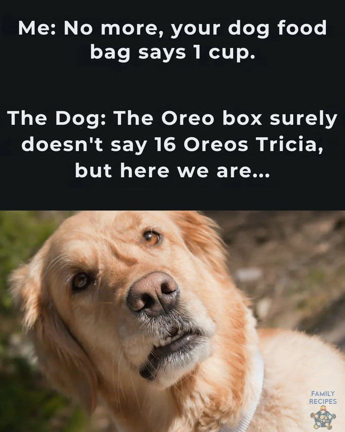 Very happy my dog can't talk - 9GAG