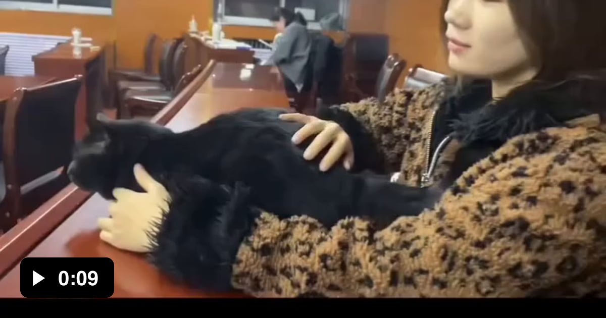 Cat look so tired - 9GAG