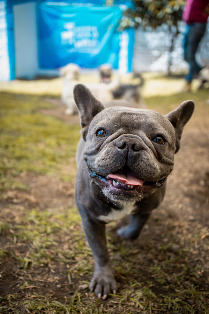 Smiling Frenchie - 9GAG