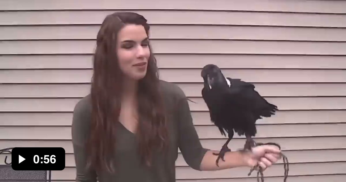 The well trained Raven - 9GAG