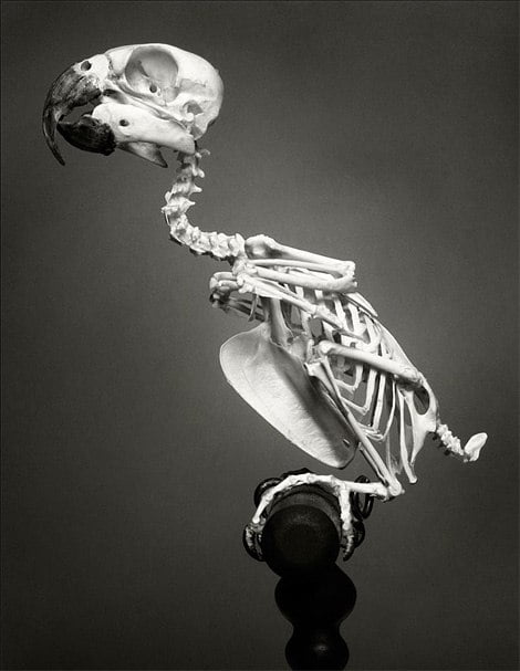 «This is an ex-parrot.» John Cleese - 9GAG