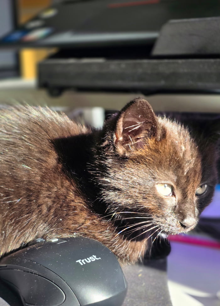 SmolCat and Mouse - 9GAG