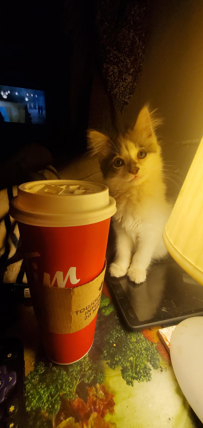 She's a tiny bebe - 9GAG