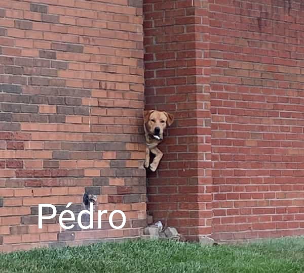 Pédro - 9GAG