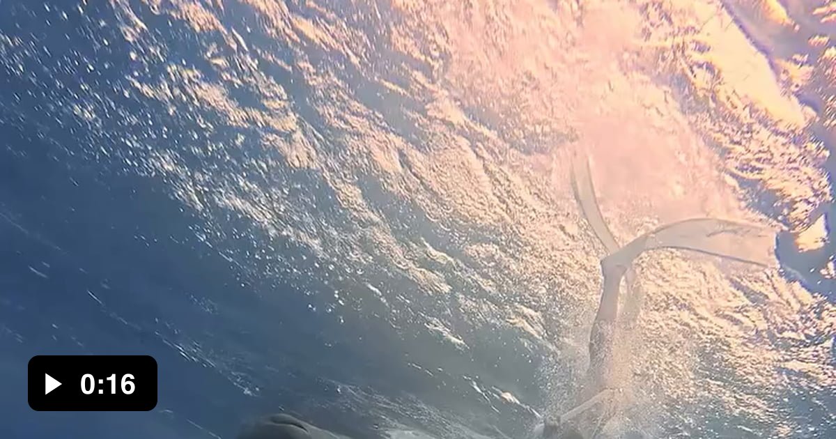 Sperm whale clicks are powerful, complex sounds used for communication ...
