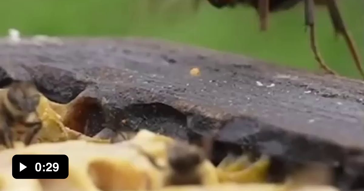 When you're small but fierce: This bee took on a giant hornet - 9GAG