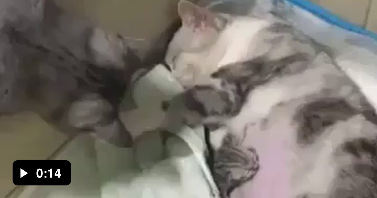 Checking in on the new mom and the little ones. - 9GAG