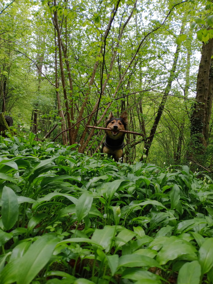 Posting Echo - Wild dog in wild garlic - 9GAG