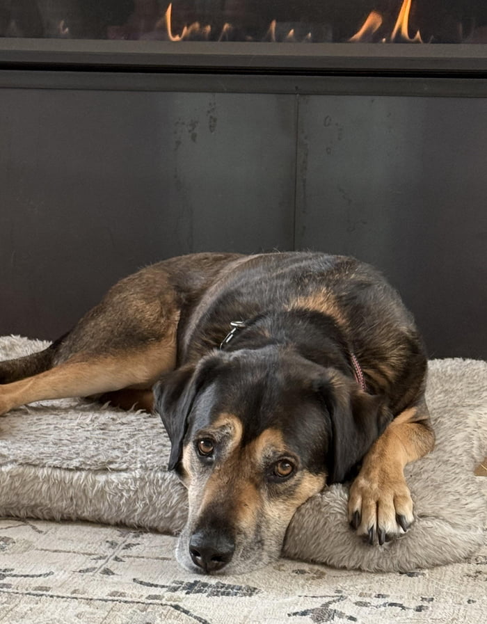 Pupper is enjoying the fire - 9GAG