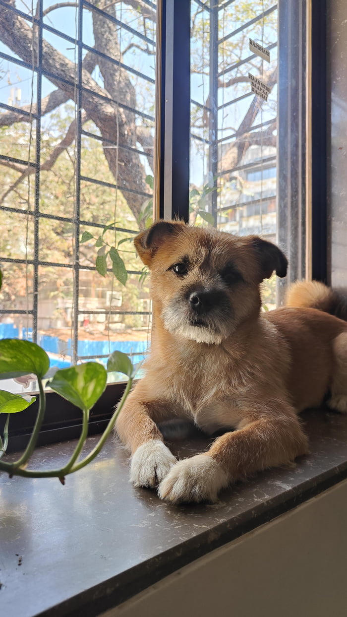 Part Shiba, part Shih Tzu. - 9GAG