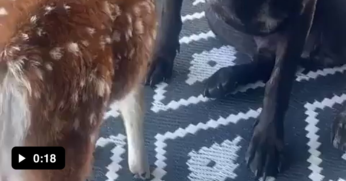 That dog is in utter bliss 🤣 - 9GAG