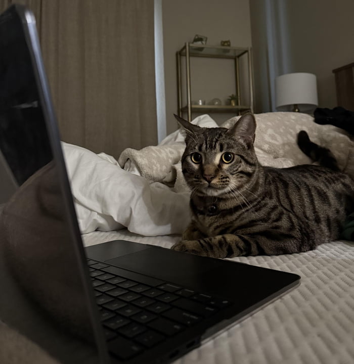 Hard working cat Or just watching cat videos. - 9GAG