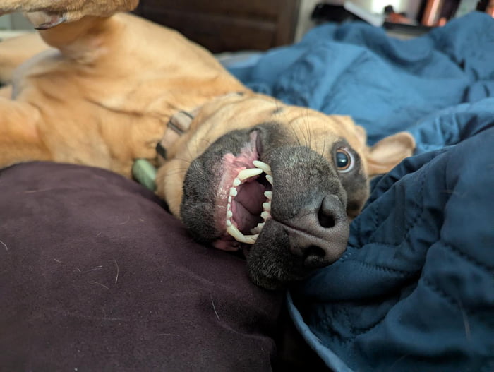 Vicious Pupper. - 9GAG