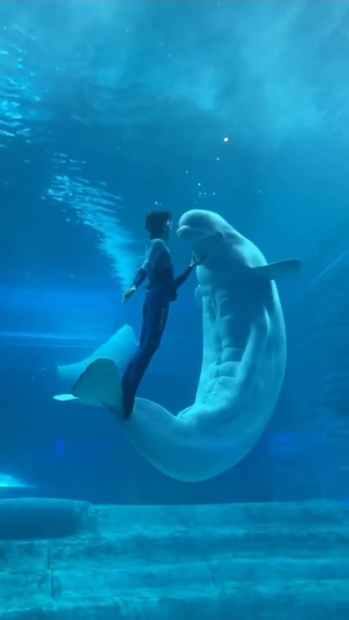 Of a Beluga Whale - 9GAG