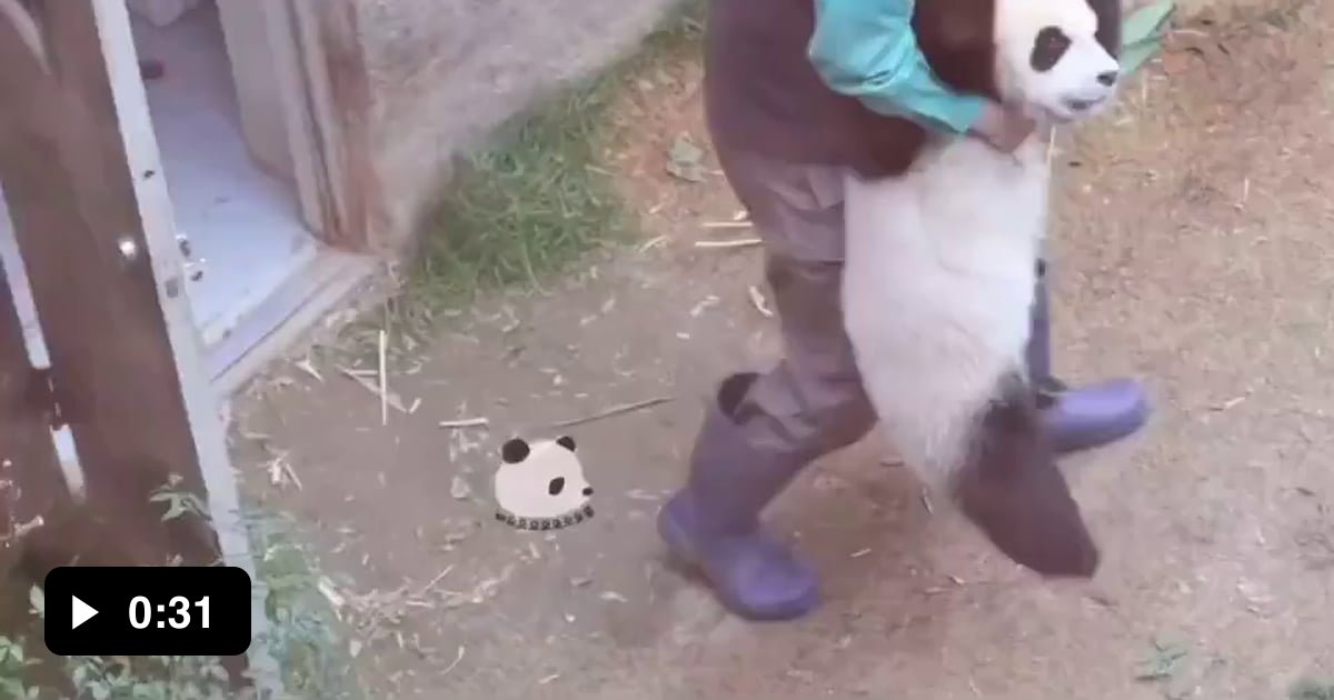 Panda cub tantrum 😂 - 9GAG