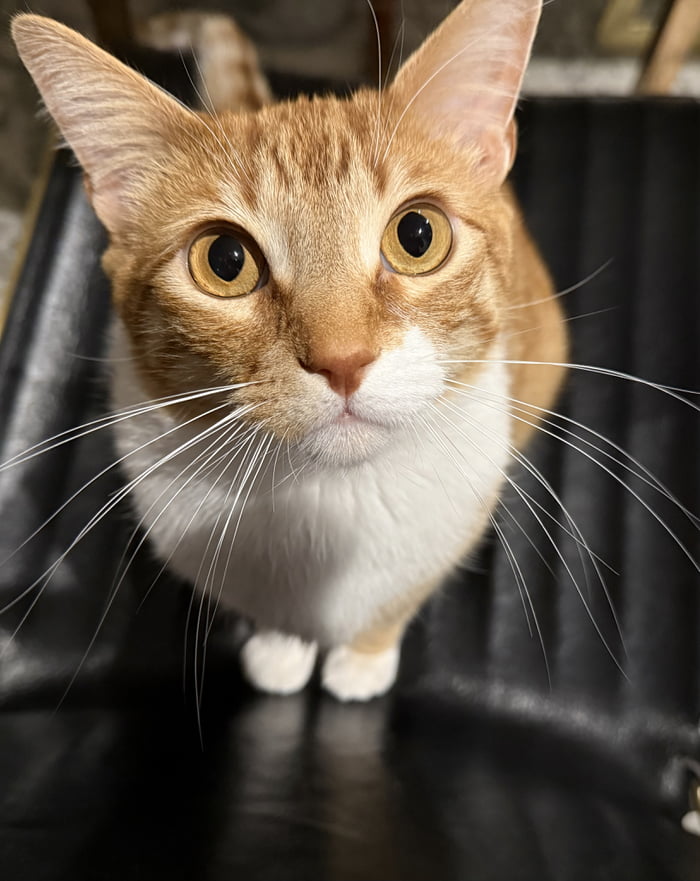 My little Cheeto wanting some snacks. - 9GAG