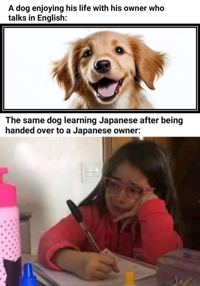 Poor dog - 9GAG