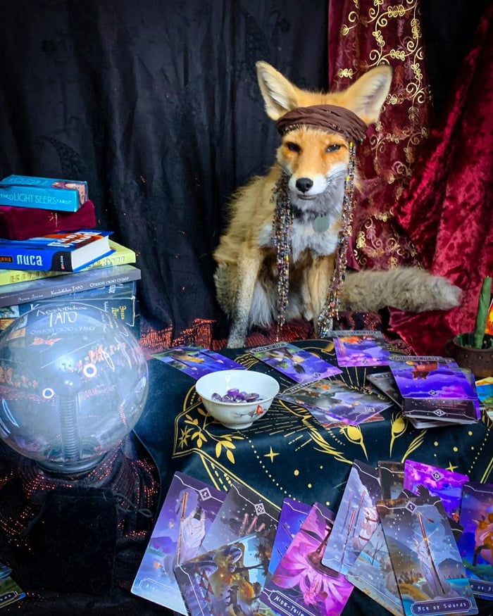 Seer Vixen, The Fortune Teller, Bringer of your Fate - 9GAG