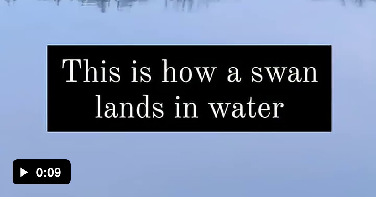 Watch this swan make a splashdown landing. - 9GAG