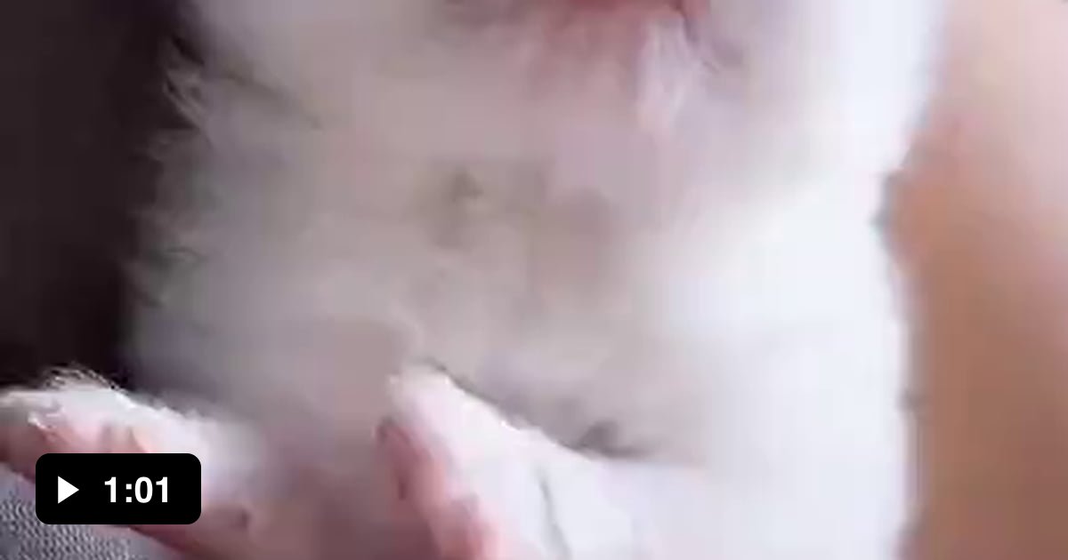 Smol cats, big hiccups - 9GAG