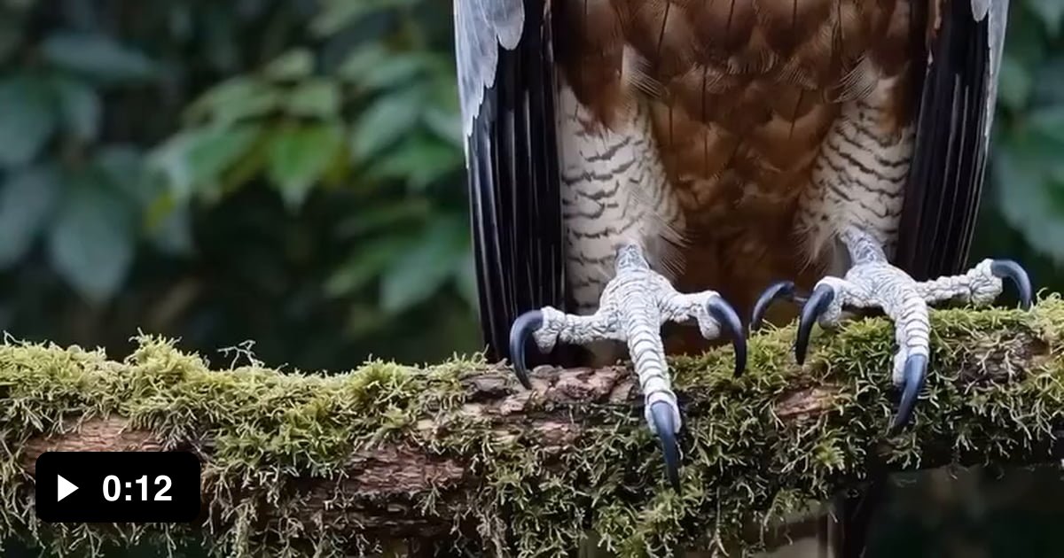 The Harpy Eagle - 9GAG