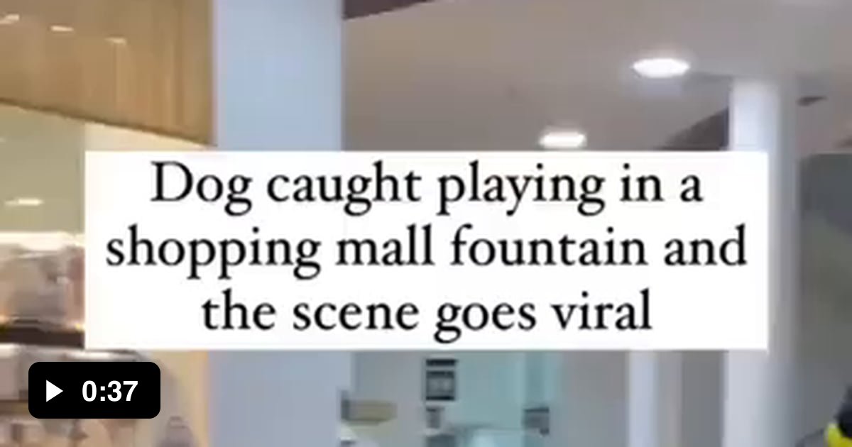 Dawg having the time of his life - 9GAG