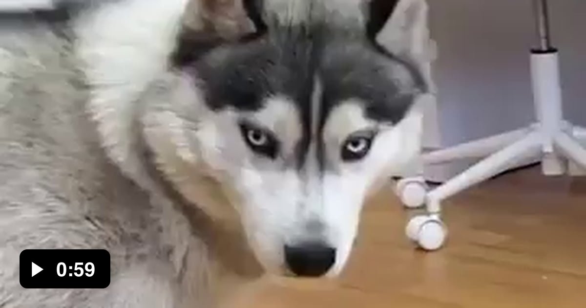 What is this fuzzy little thing? - 9GAG