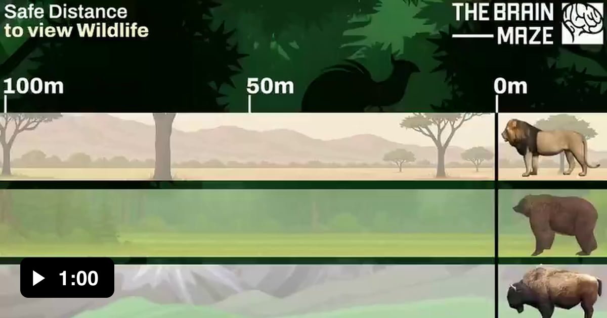 Safe distance to observe wildlife - 9GAG