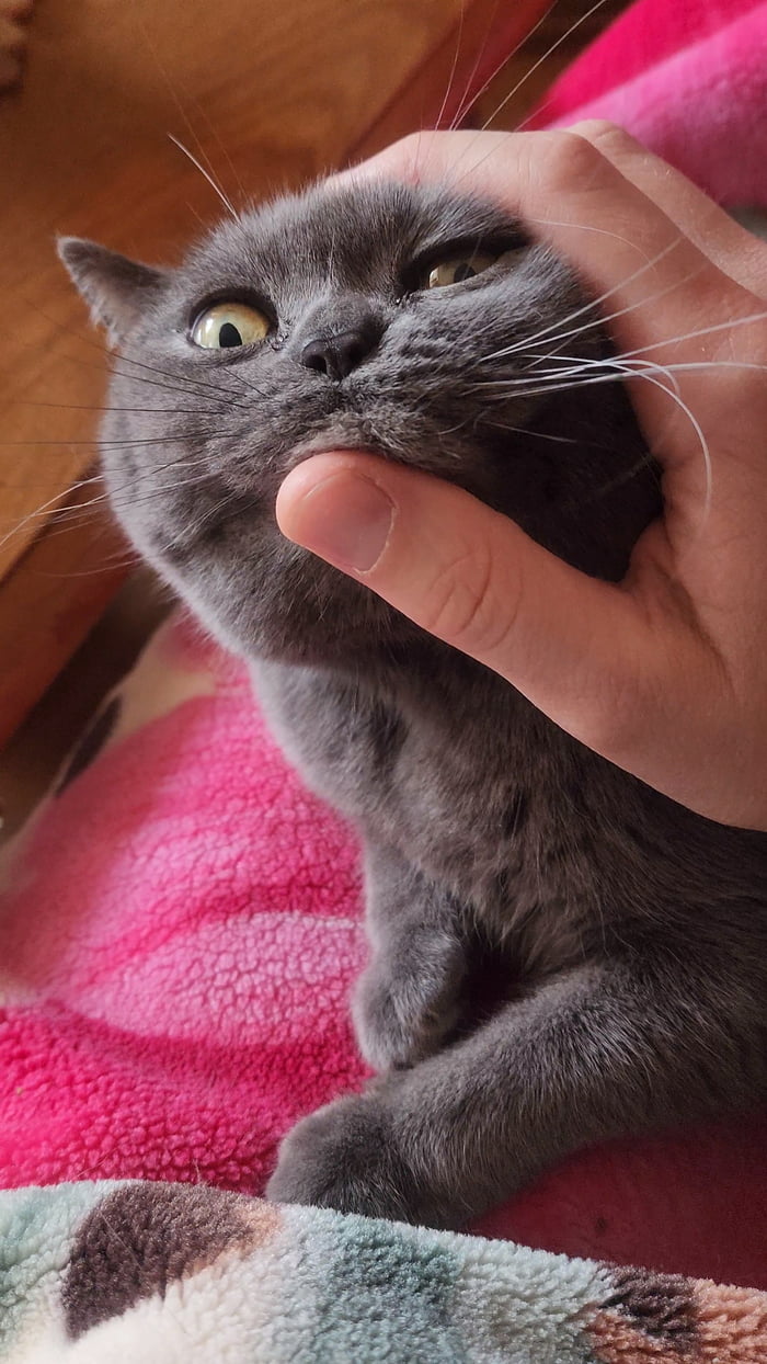 This is Blue and she's grumpy on demand - 9GAG